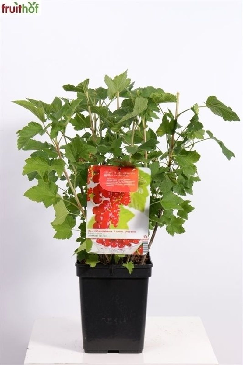 Ribes rubrum 'Jonkheer van Tets' — Groothandel in planten FlorAccess