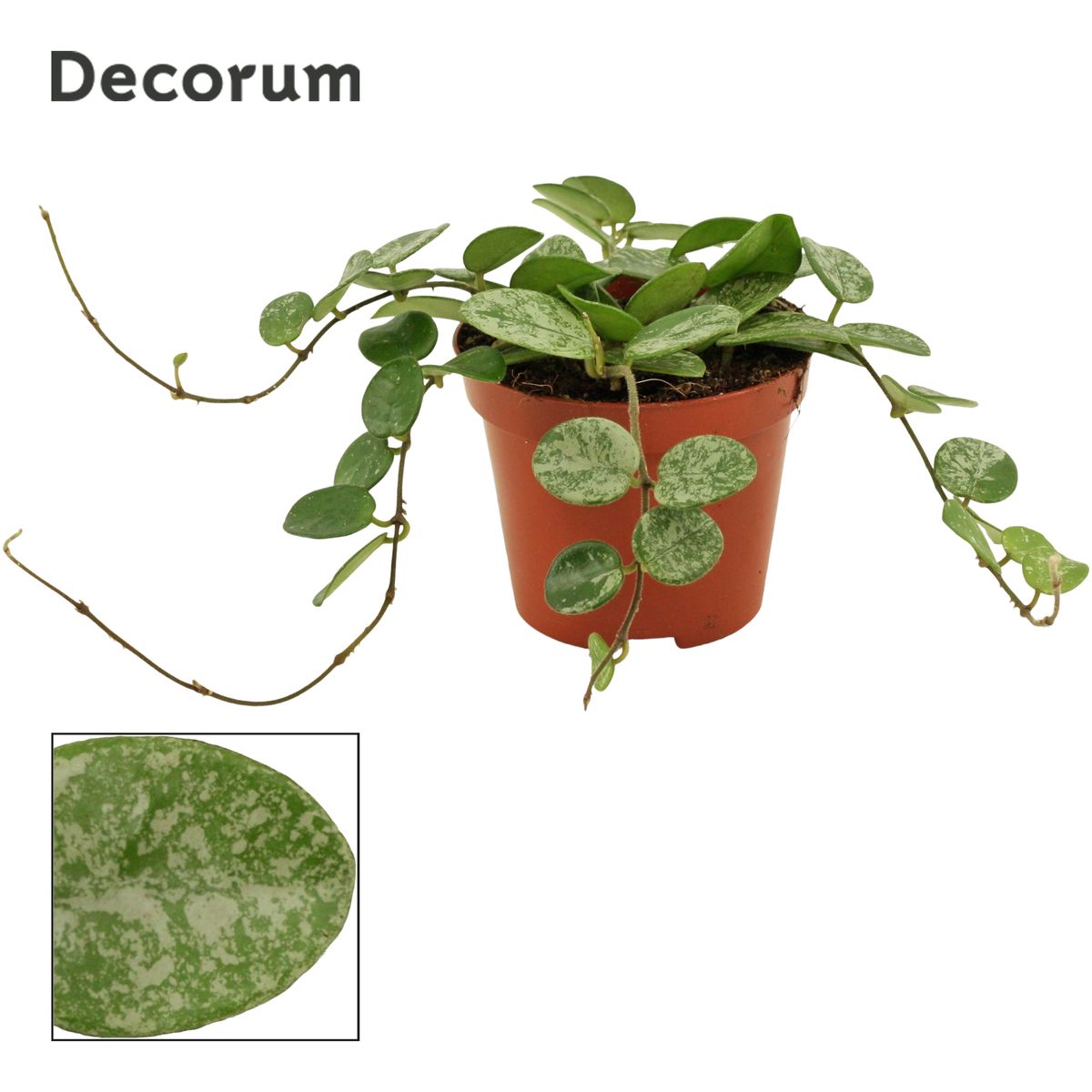 Hoya 'Mathilde Splash' — Plant Wholesale FlorAccess