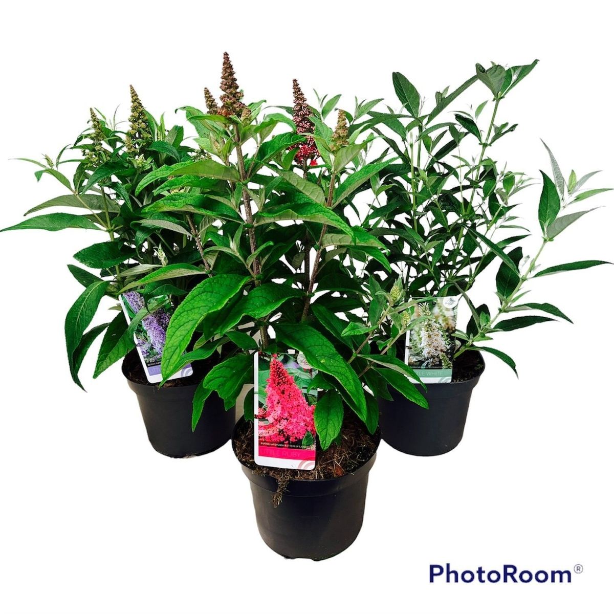 Buddleja davidii BUTTERFLY CANDY MIX — Plant Wholesale FlorAccess