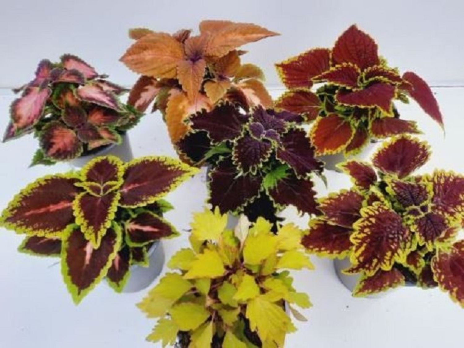 Coleus BLUMEI MIX — Plant Wholesale FlorAccess