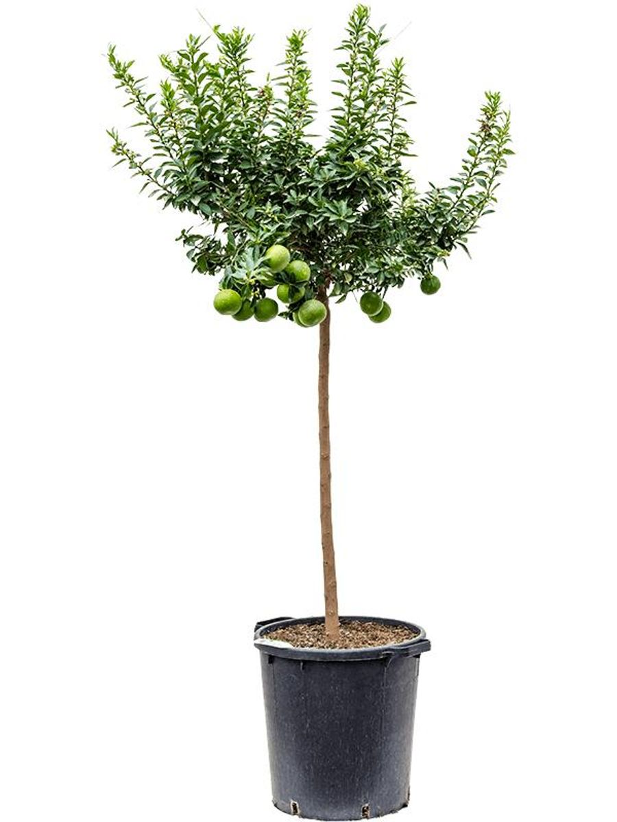 Citrus aurantium 'Chinotto' — Plant Wholesale FlorAccess