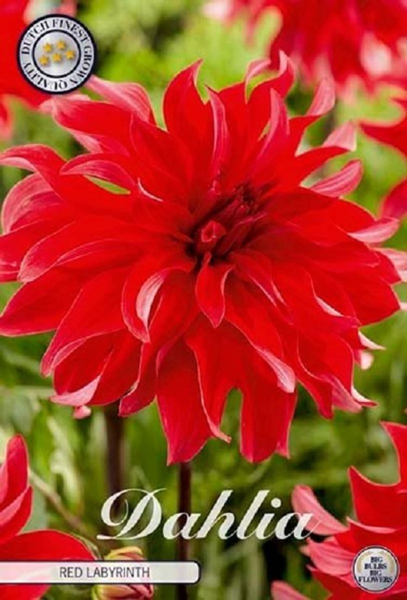 Dahlia 'Red Labyrinth' — Plant Wholesale FlorAccess