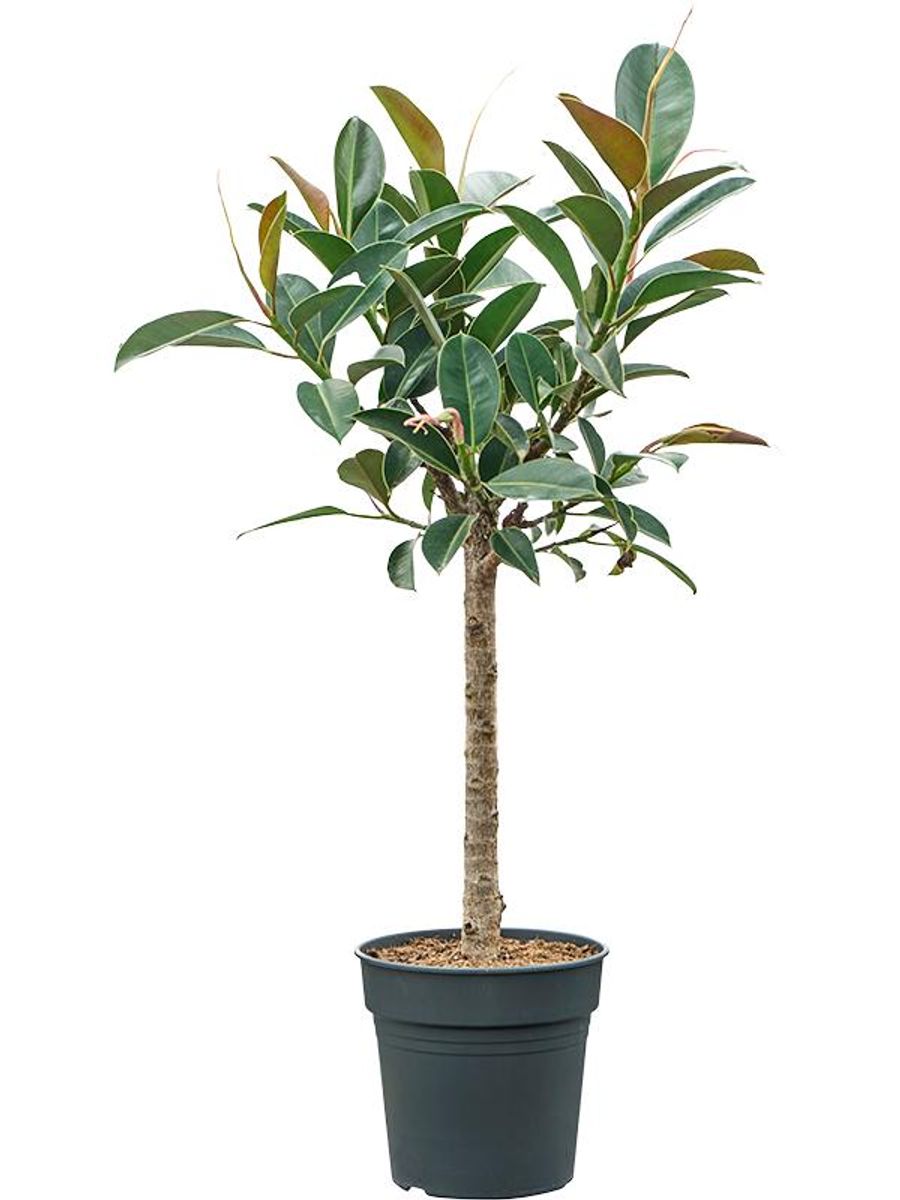 Ficus elastica 'Melany' — Plant Wholesale FlorAccess