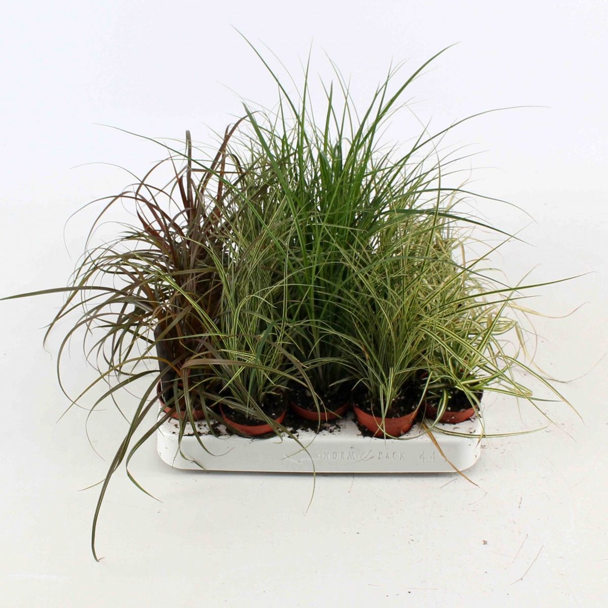 Carex MIX — Plant Wholesale FlorAccess
