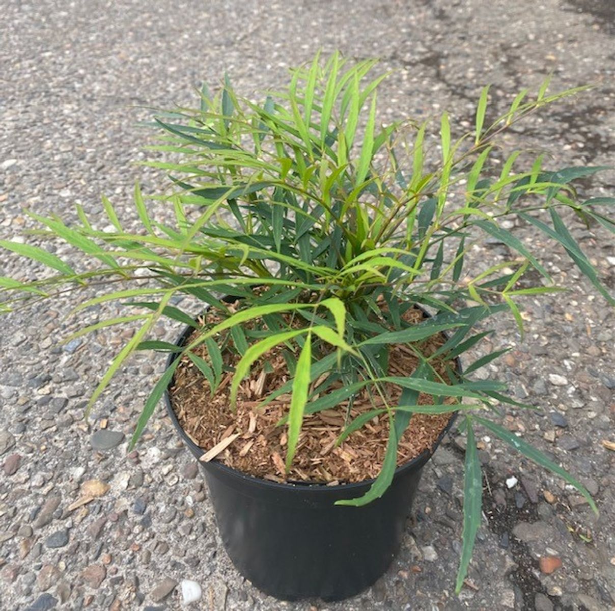 Mahonia eurybracteata 'Soft Caress' — Plant Wholesale FlorAccess