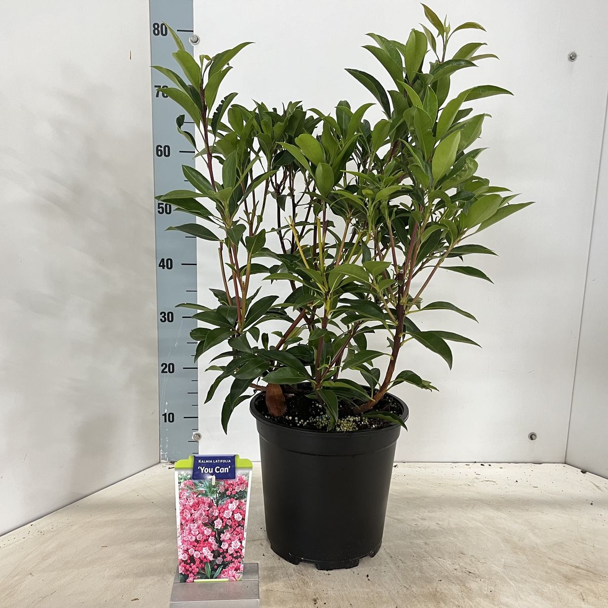 Kalmia latifolia 'You Can' — Plant Wholesale FlorAccess