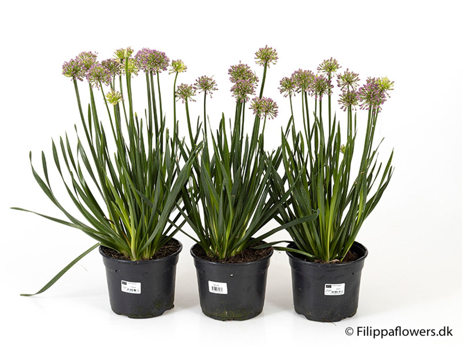 Allium 'Millenium' — Plant Wholesale FlorAccess