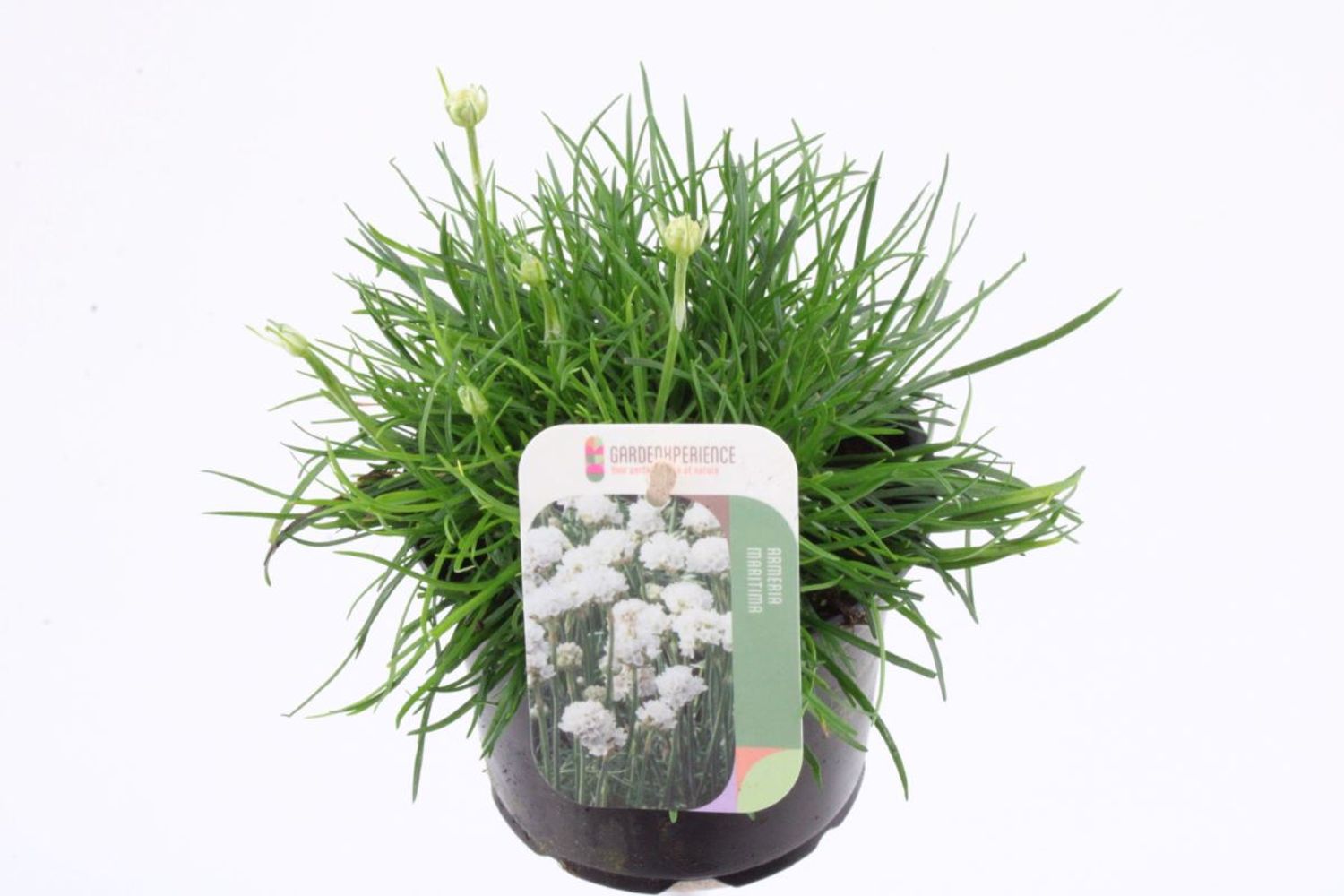 Armeria maritima 'Alba' — Plant Wholesale FlorAccess