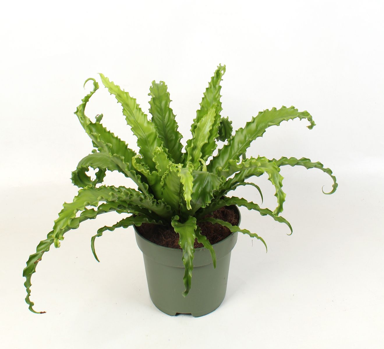Asplenium antiquum 'Osaka' — Plant Wholesale FlorAccess
