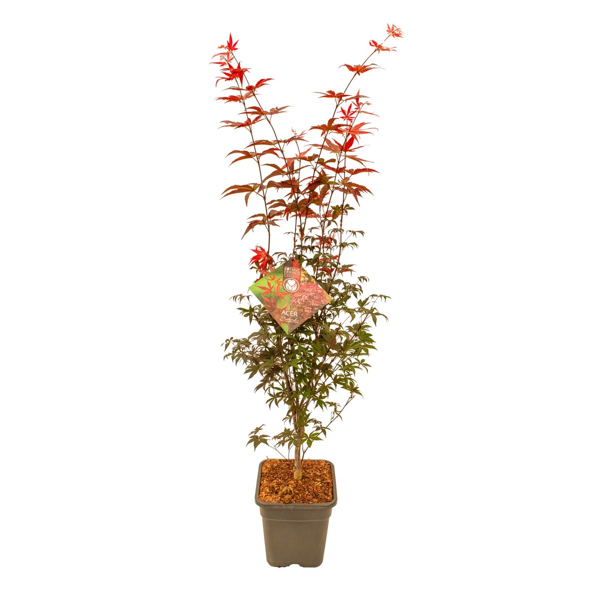 Acer palmatum 'Bloodgood' — Plant Wholesale FlorAccess