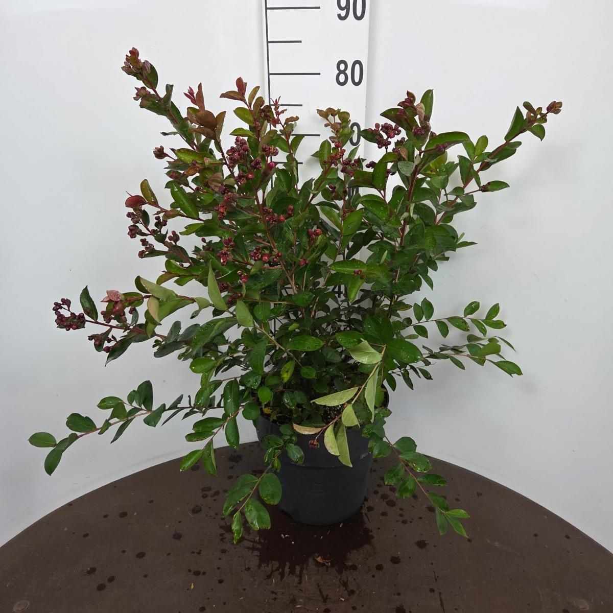 Lagerstroemia indica 'Petite Red' — Mayorista de plantas FlorAccess