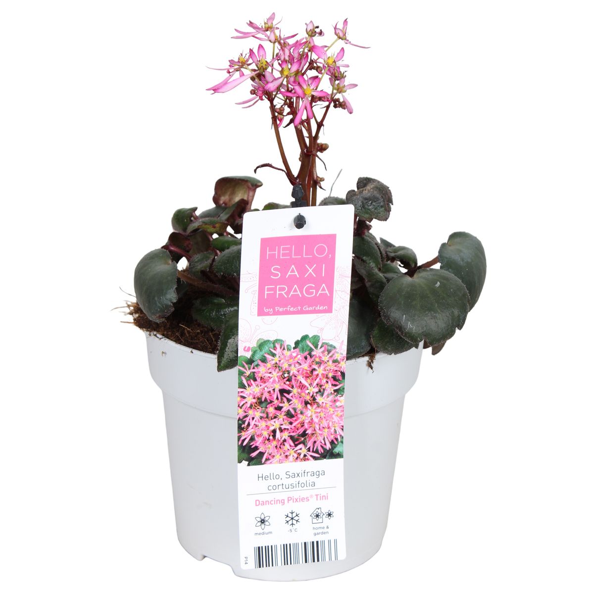 Saxifraga cortusifolia DANCING PIXIES TINI — Groothandel in planten ...