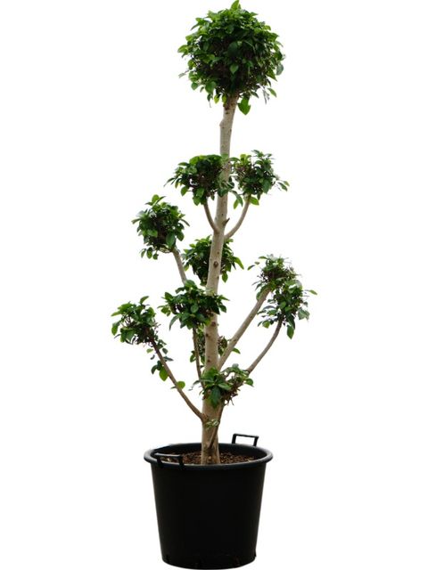 Ficus microcarpa 'Nitida' — Plant Wholesale FlorAccess