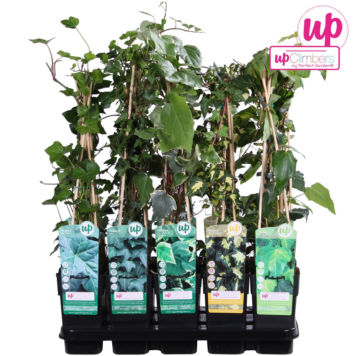 Hedera MIX — Plant Wholesale FlorAccess