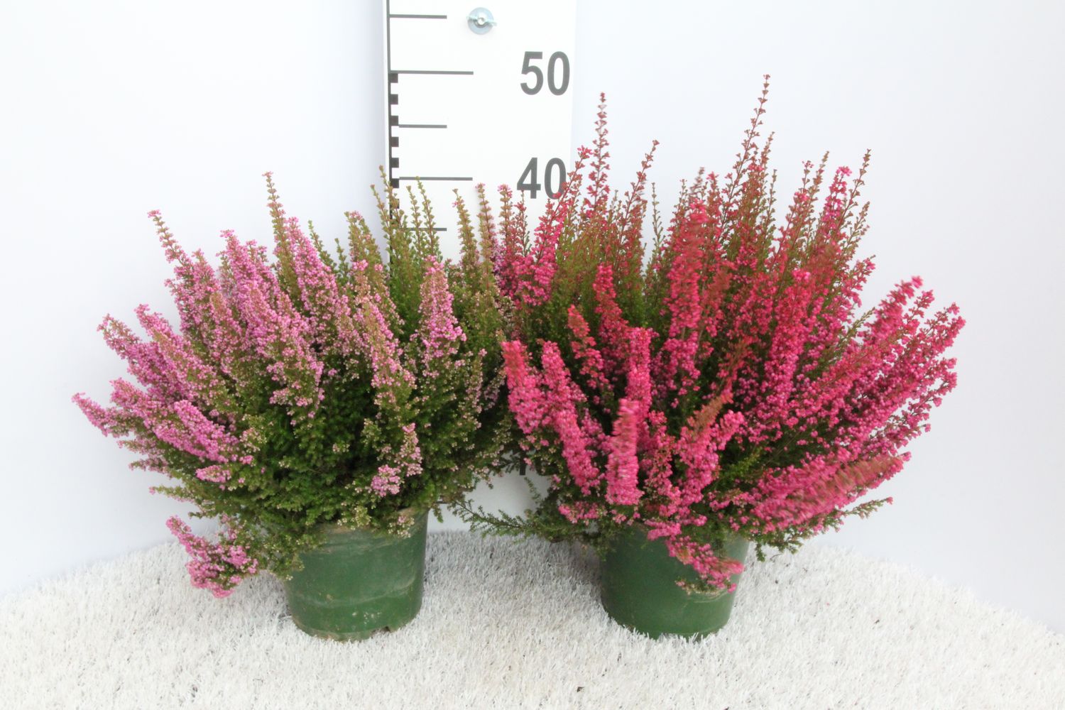 Erica gracilis BEAUTY QUEEN MIX — Plant Wholesale FlorAccess
