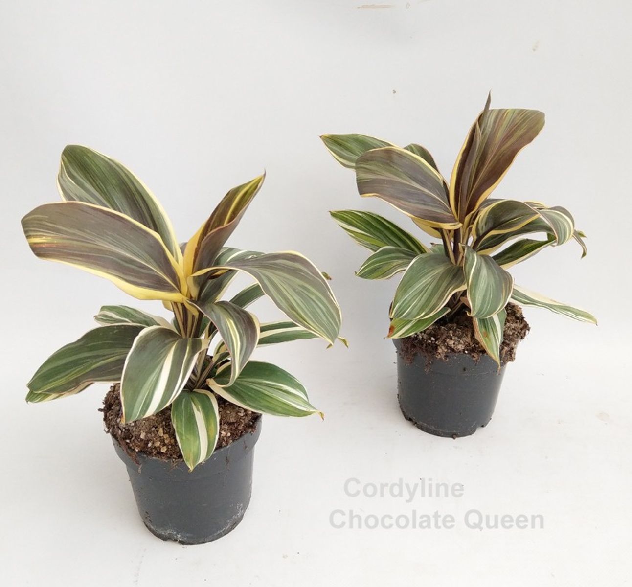 Cordyline fruticosa 'Chocolate Queen' — Растения Оптовая FlorAccess