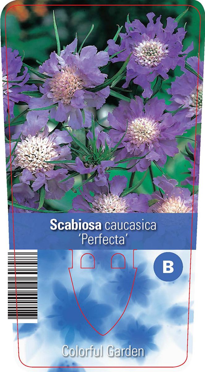 Scabiosa caucasica 'Perfecta' — Plant Wholesale FlorAccess