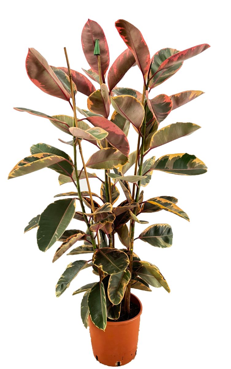 Ficus elastica 'Belize' — Plant Wholesale FlorAccess