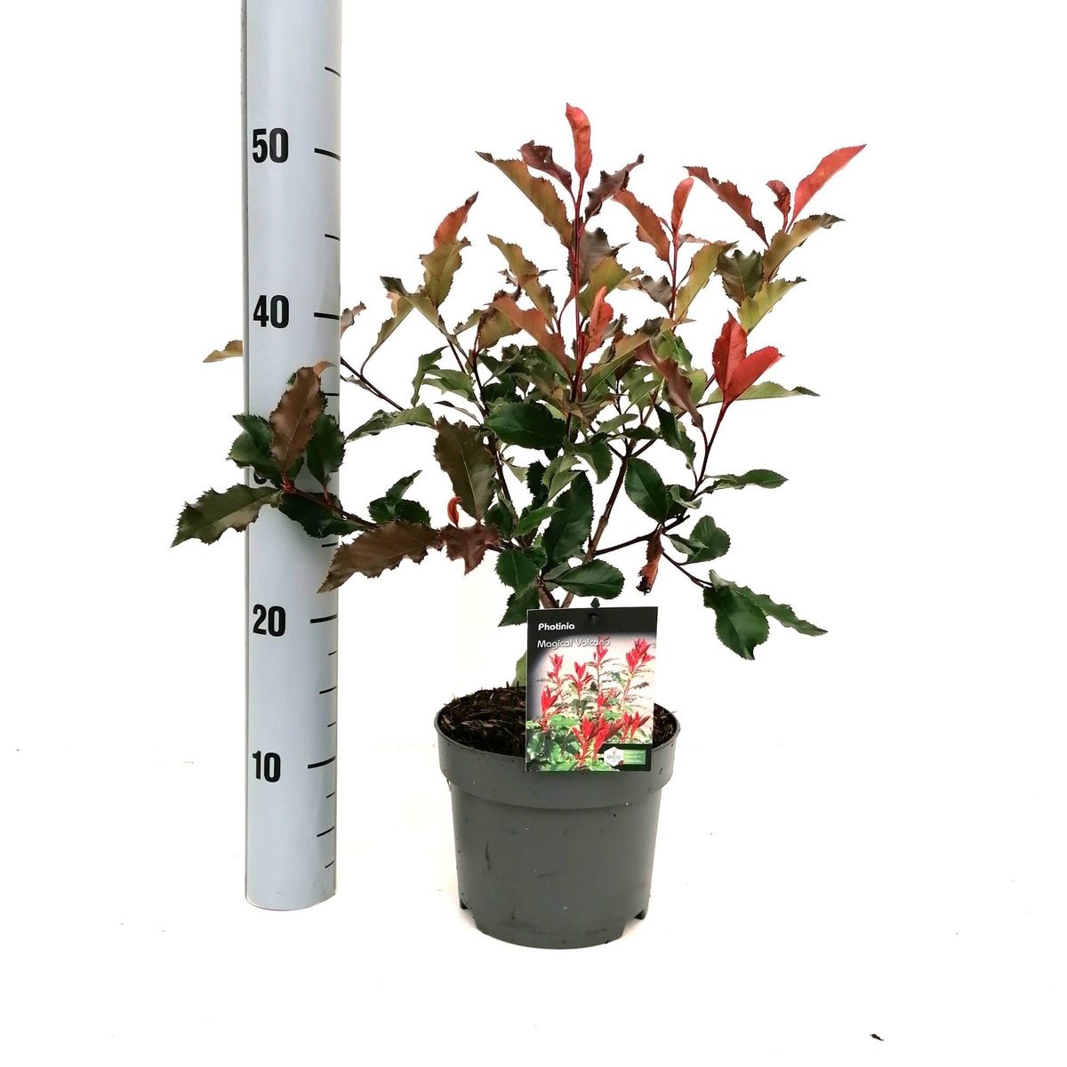 Photinia x fraseri MAGICAL VOLCANO — Plant Wholesale FlorAccess