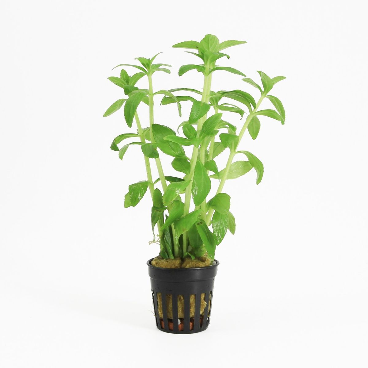 Limnophila aromatica — Plant Wholesale FlorAccess