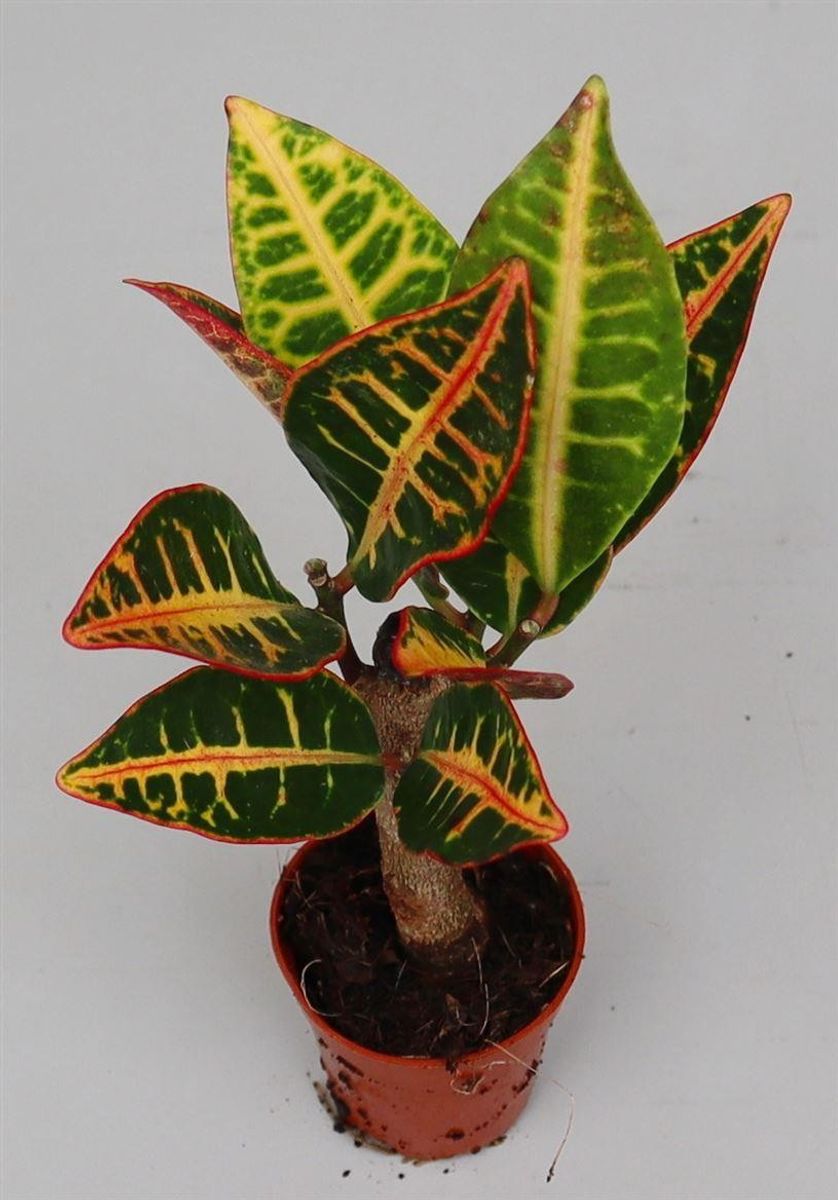 Codiaeum variegatum 'Petra' — Plant Wholesale FlorAccess