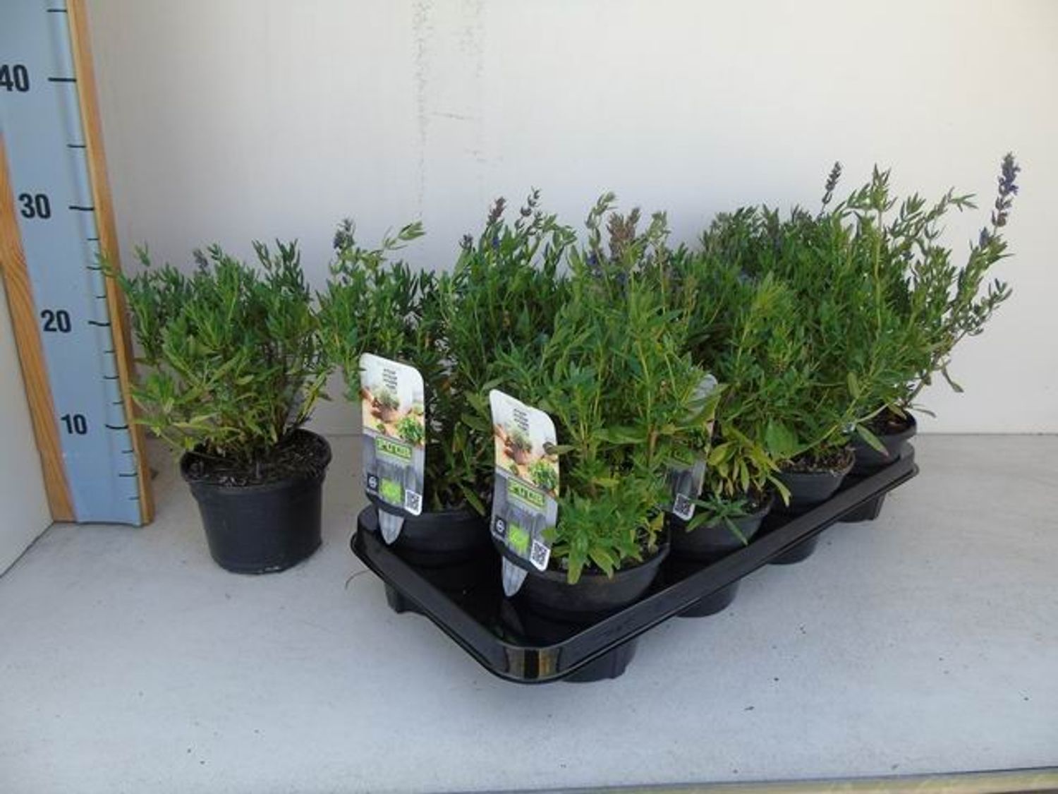 Hyssopus officinalis — Plant Wholesale FlorAccess