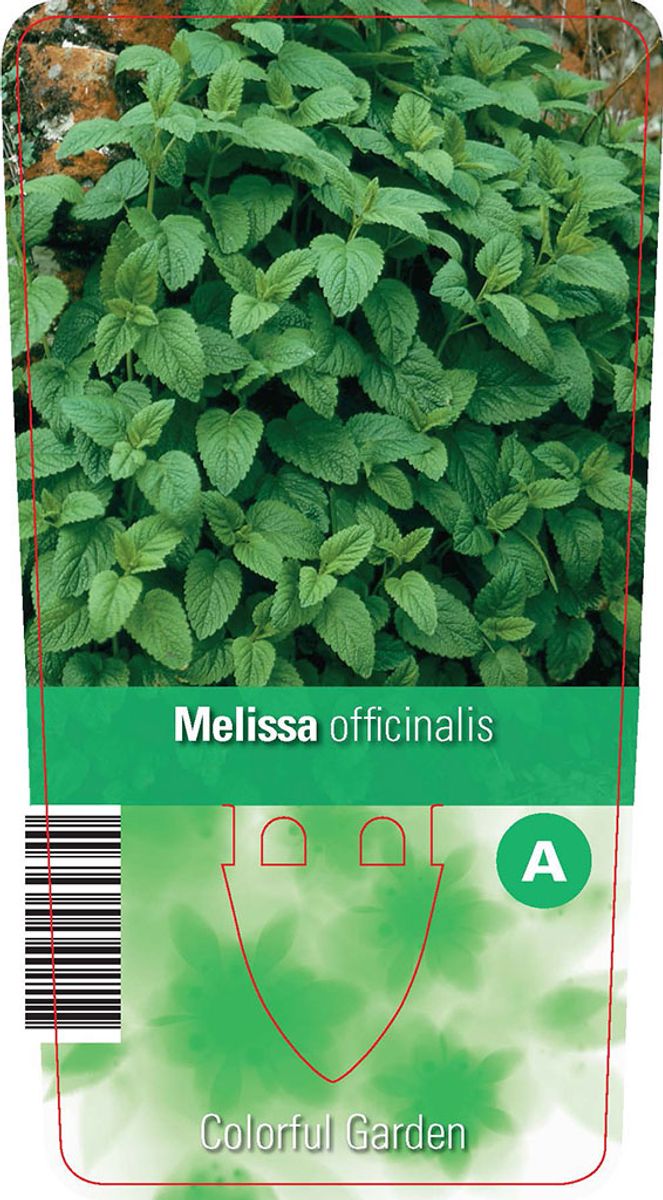 Melissa officinalis — Plant Wholesale FlorAccess