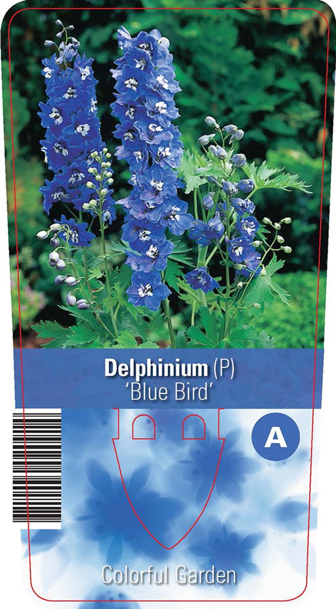 Delphinium 'Blue Bird' — Plantegrossist FlorAccess