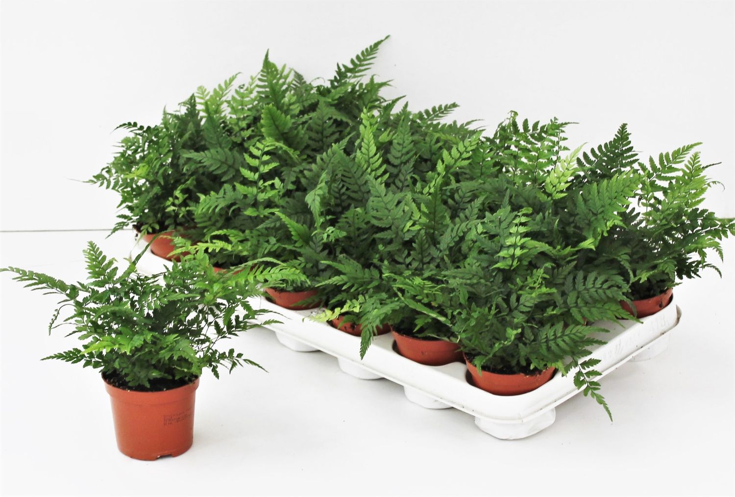 Athyrium spicatum — Plant Wholesale FlorAccess
