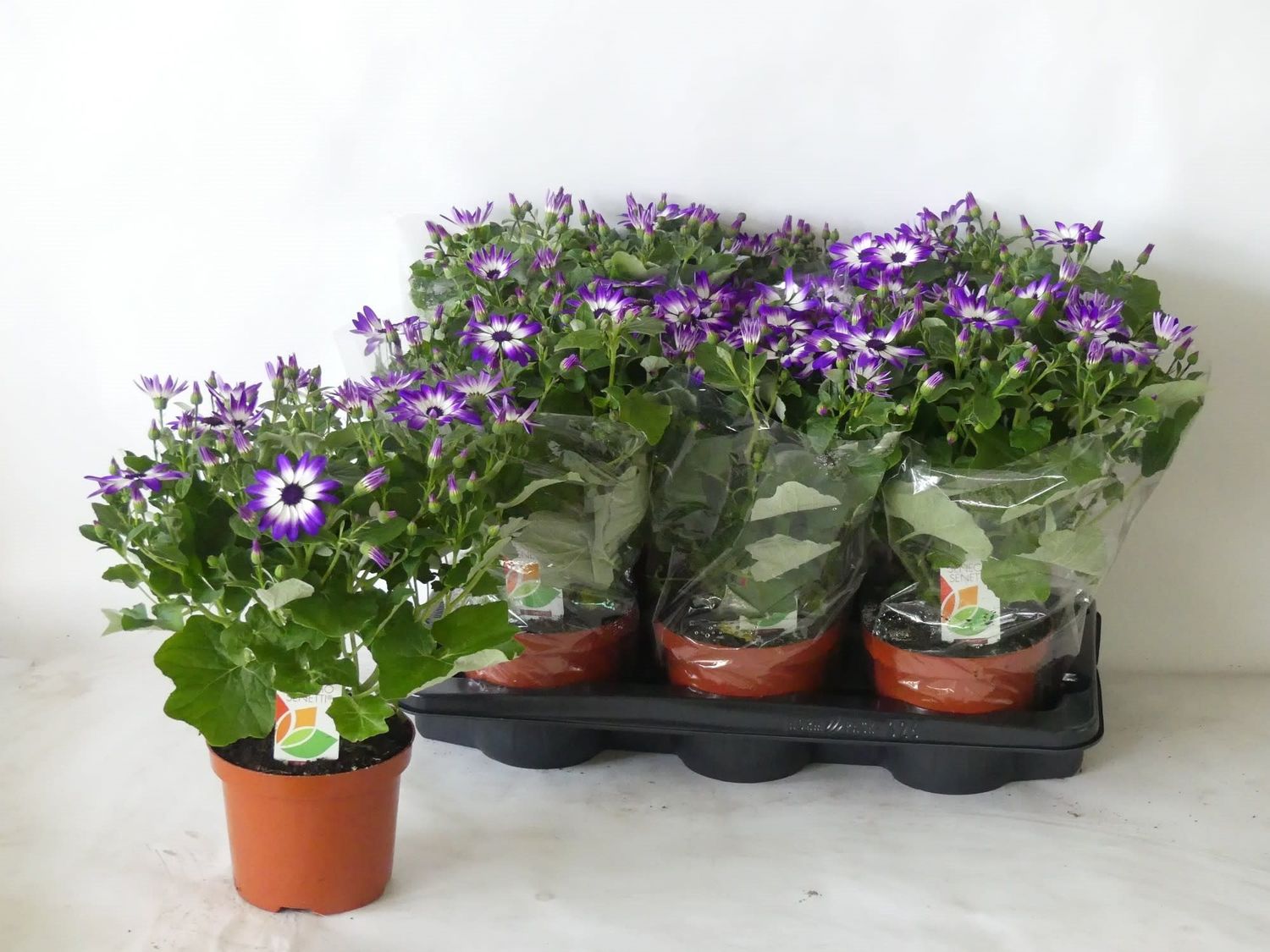 Pericallis SENETTI VIOLET BICOLOR — Plant Wholesale FlorAccess