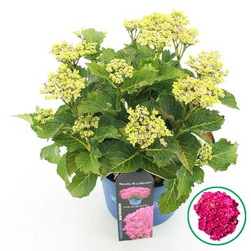 Hydrangea macrophylla CURLY SPARKLE RED — Plant Wholesale FlorAccess