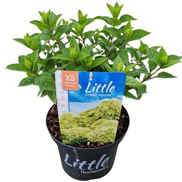 Hydrangea paniculata LITTLE XS GREEN APPLE — Plant Wholesale FlorAccess