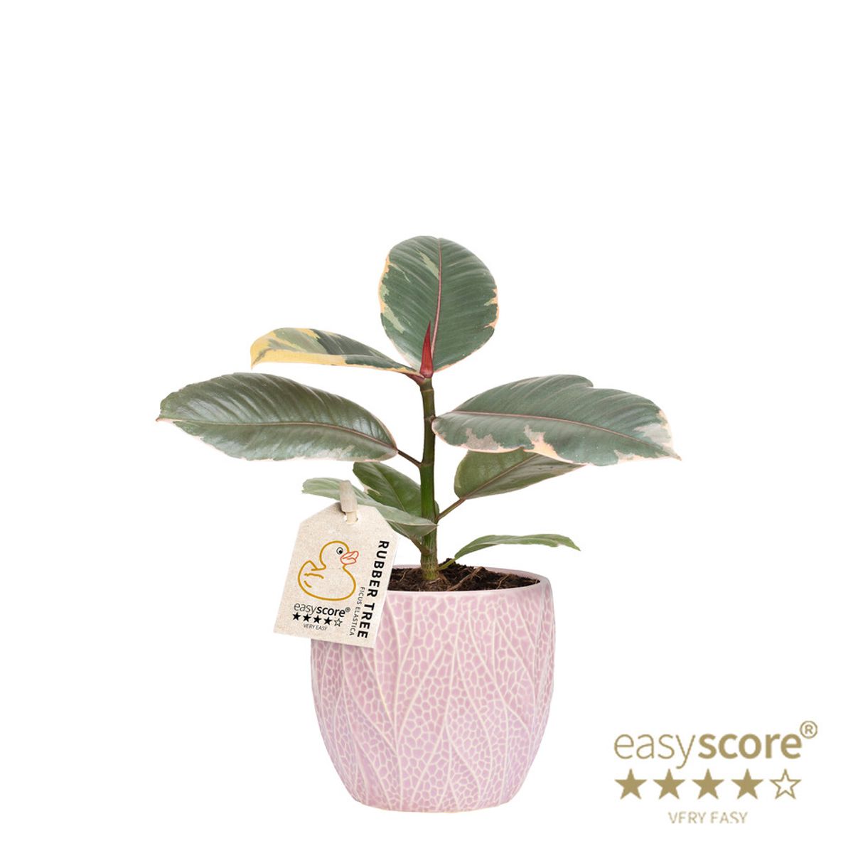 Ficus elastica 'Ruby' — Plant Wholesale FlorAccess