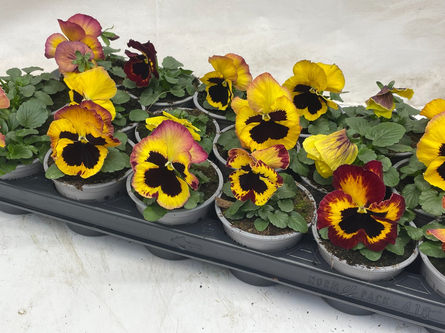 Viola x wittrockiana DELTA F1 FIRE SURPRISE — Plant Wholesale FlorAccess