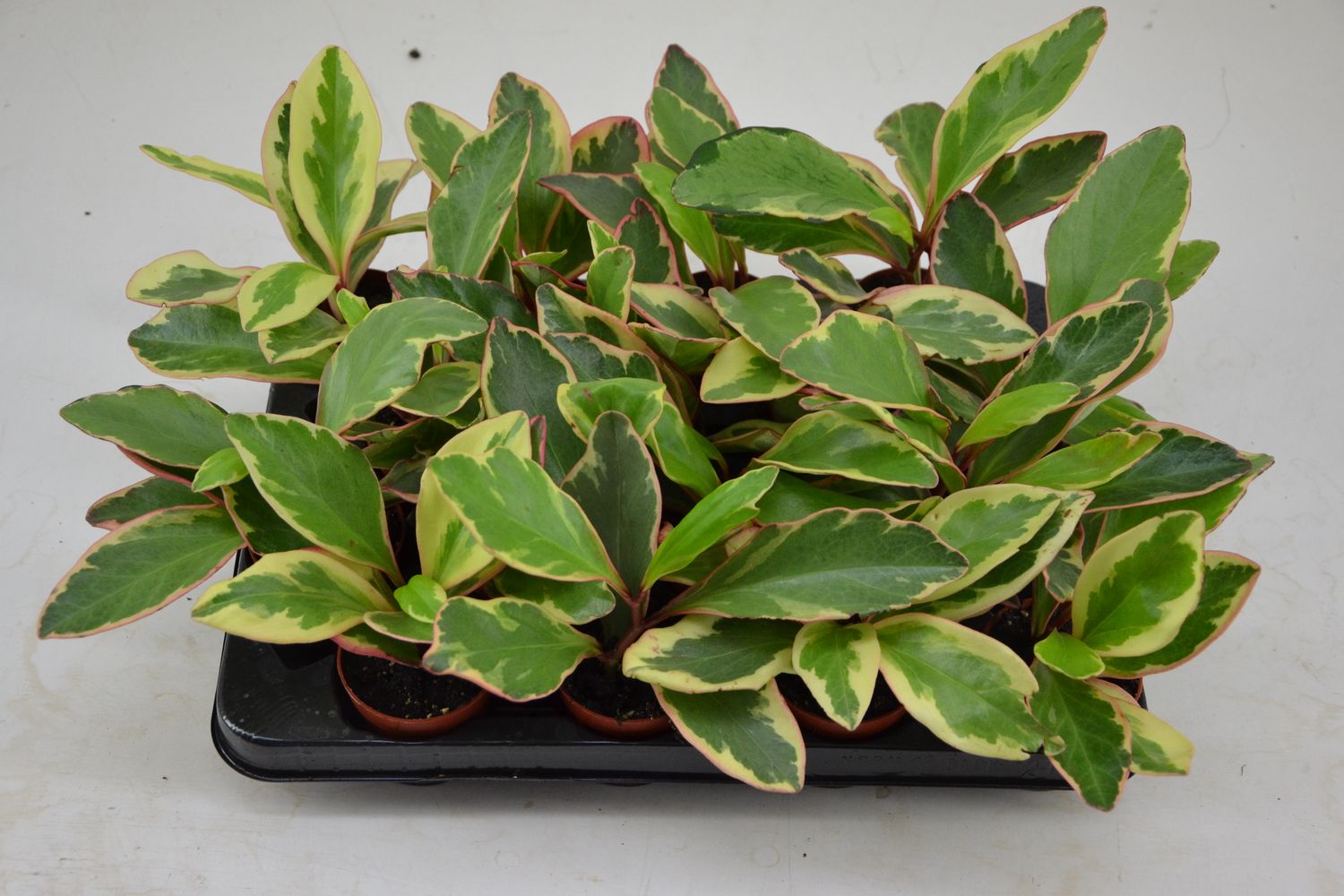 Peperomia clusiifolia 'Jellie' — Plant Wholesale FlorAccess