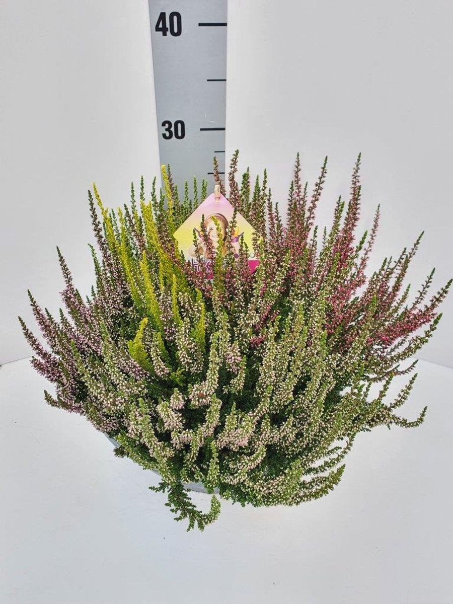 Calluna vulgaris BEAUTY LADIES MIX IN POT — Plant Wholesale FlorAccess