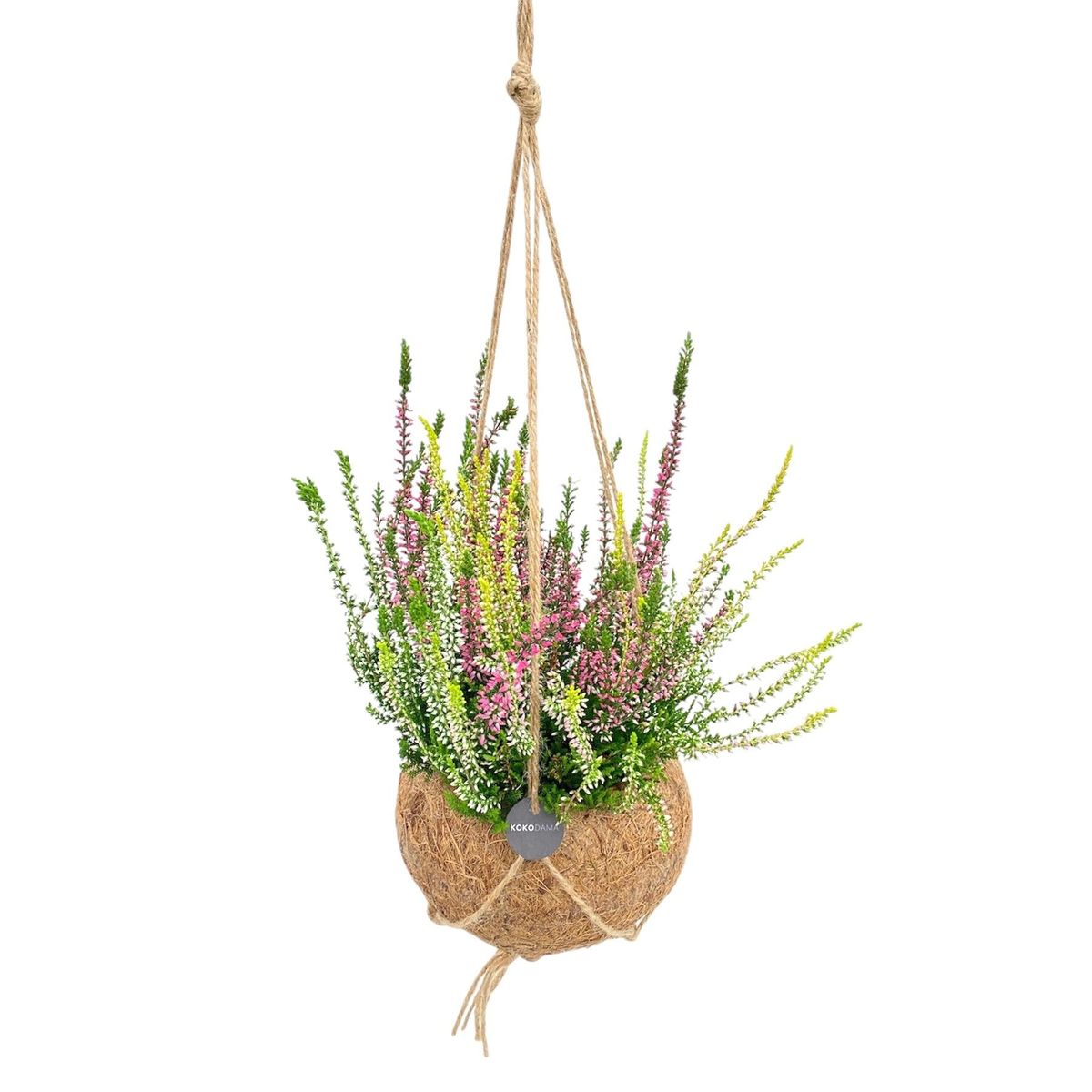 Calluna vulgaris MIX IN POT — Plant Wholesale FlorAccess