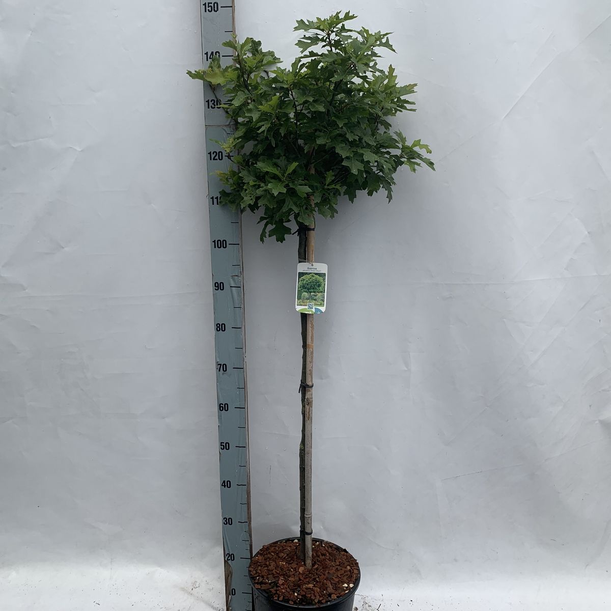 Quercus palustris 'Green Dwarf' — Рослини оптом FlorAccess