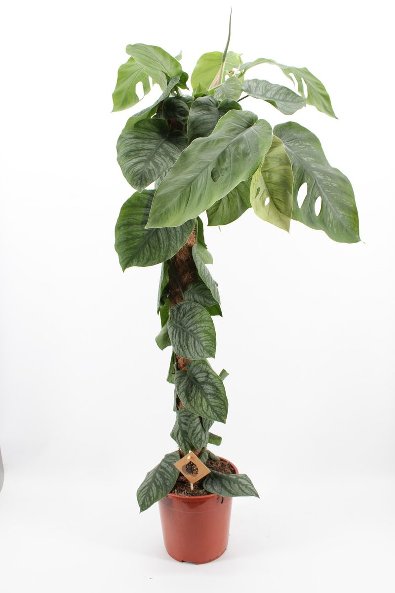 Monstera dubia — Plant Wholesale FlorAccess