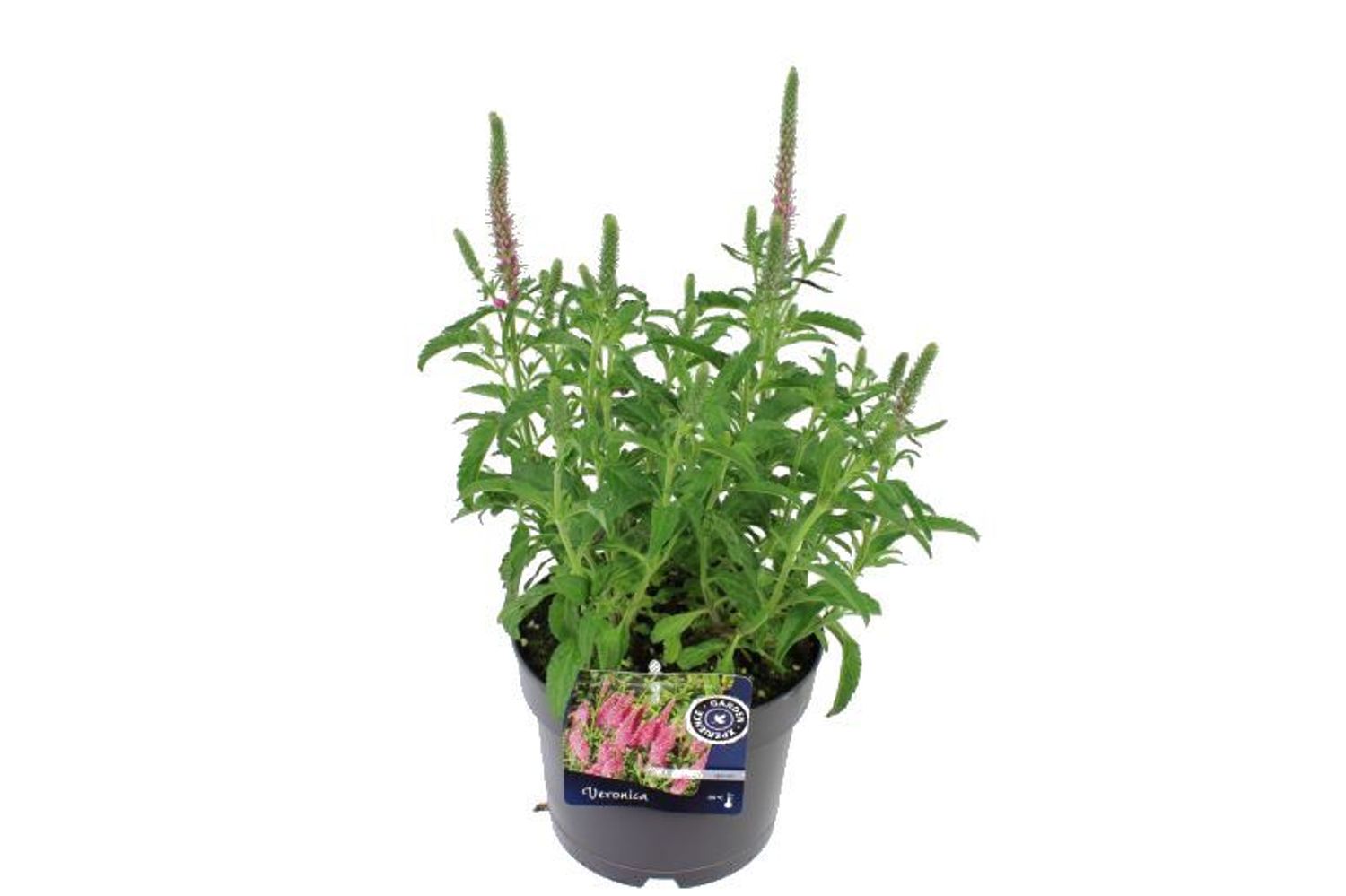 Veronica spicata ANNIVERSARY ROSE — Plant Wholesale FlorAccess