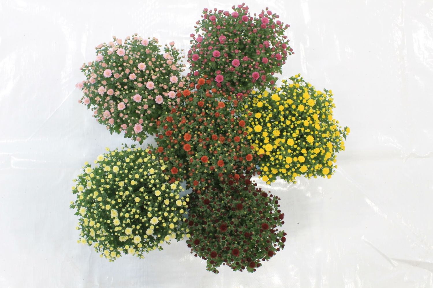 Chrysanthemum JASODA MIX — Plant Wholesale FlorAccess