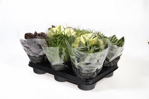 Peperomia MIX — Plant Wholesale FlorAccess