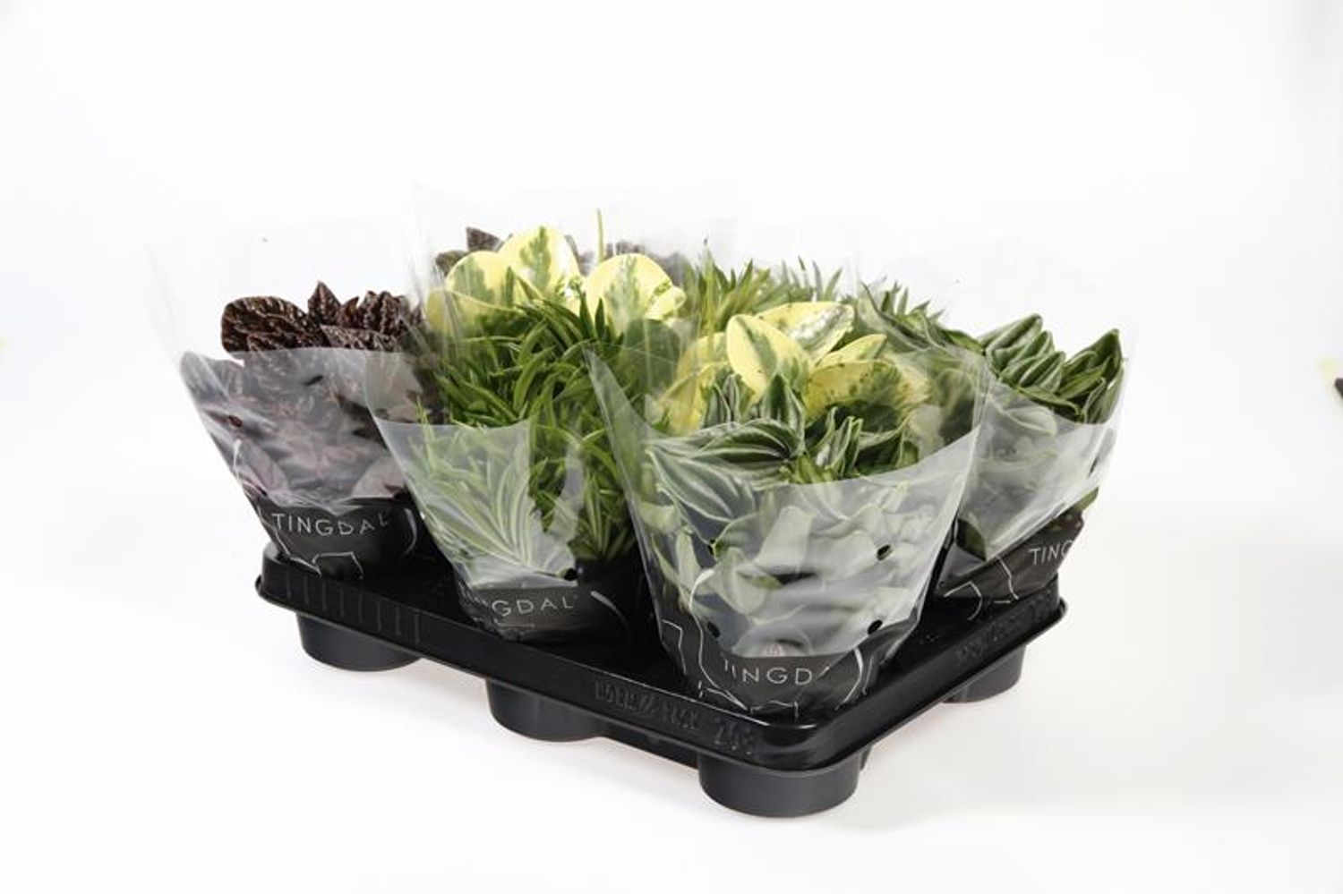 Peperomia MIX — Plant Wholesale FlorAccess