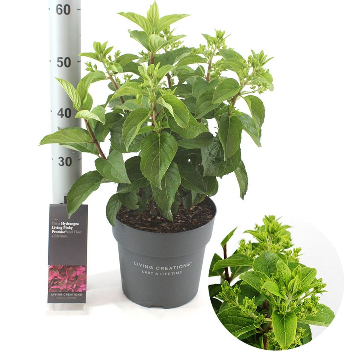 Hydrangea paniculata LIVING PINKY PROMISE — Plant Wholesale FlorAccess