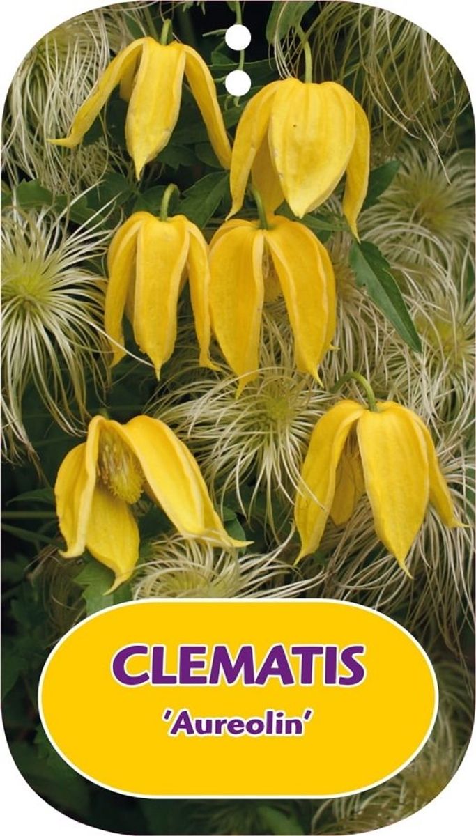 Clematis 'Aureolin' (Ta) — Рослини оптом FlorAccess