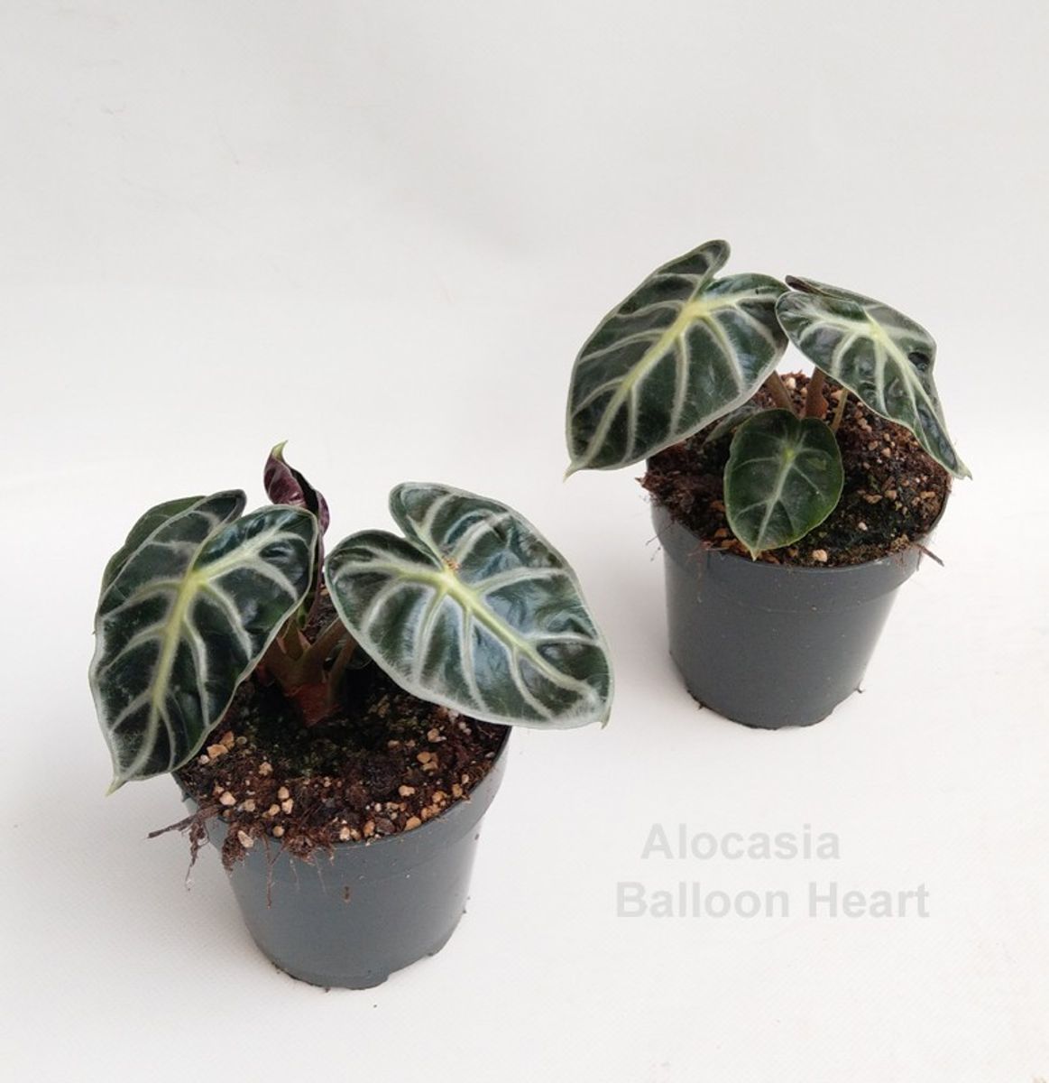 Alocasia 'Balloon Heart' — Plant Wholesale FlorAccess