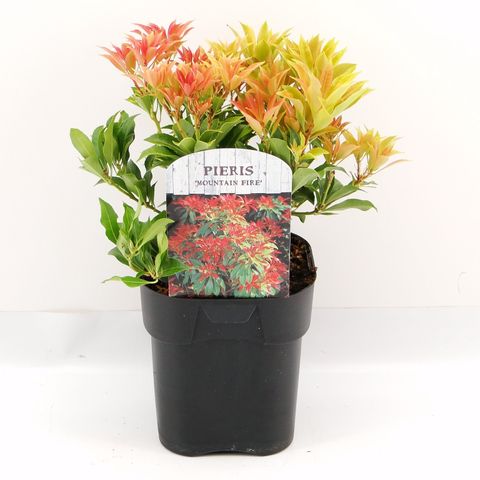 Pieris japonica 'Mountain Fire' — Plant Wholesale FlorAccess