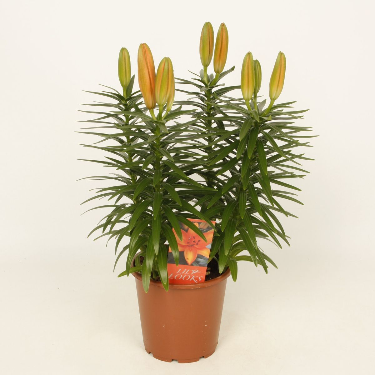Lilium 'Tiny Skyline' — Plant Wholesale FlorAccess