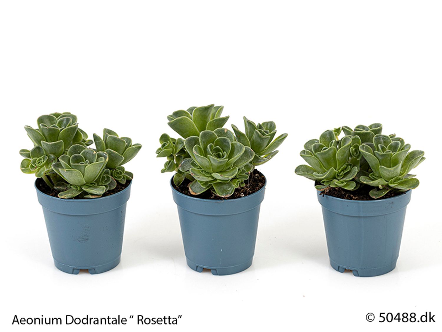 Aeonium dodrantale 'Rosetta' — Plant Wholesale FlorAccess