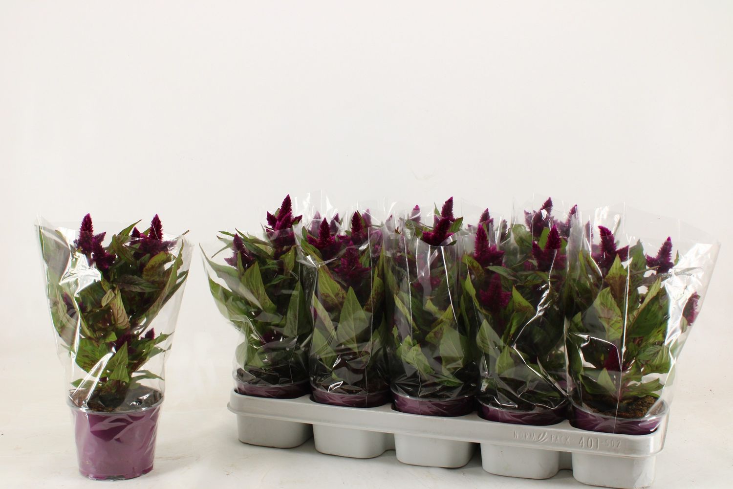 Celosia argentea INTENZ DARK PURPLE — Plant Wholesale FlorAccess